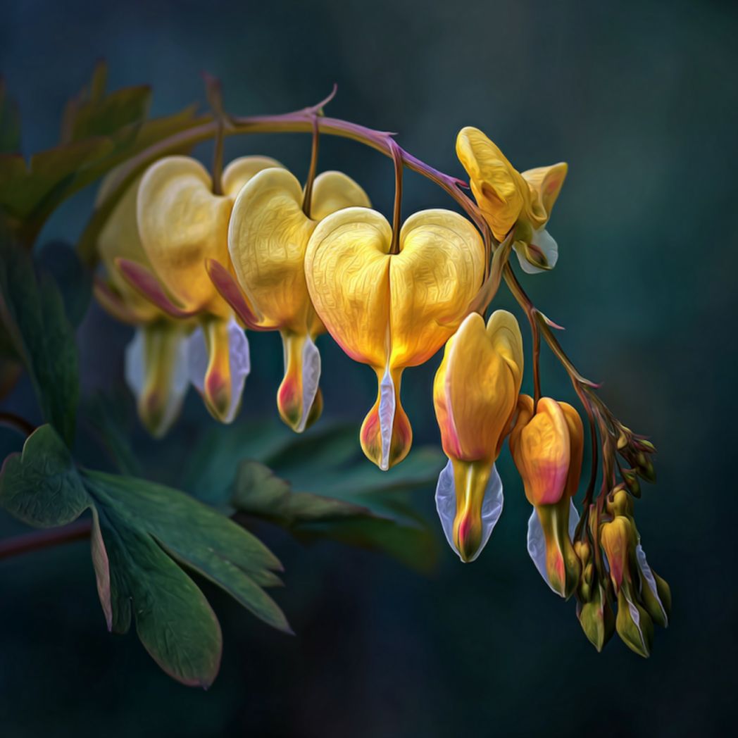 Yellow Bleeding Heart Seeds – 5/25/50 PCS Rare Dicentra Spectabilis ...