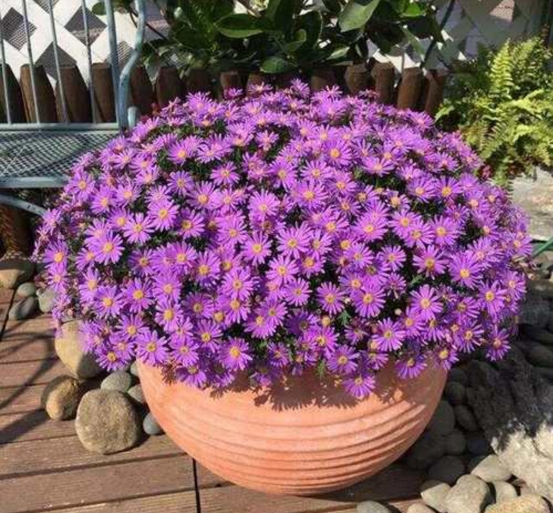 2000+ Mixed Color Pyrethrum Tanacetum Chrysanthemum Flower Seeds – Non ...